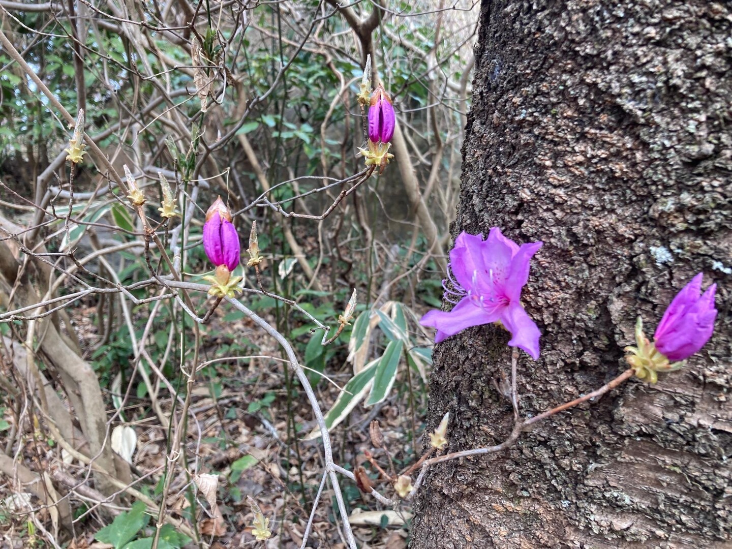 R5 3/12 宝篋山〜梅林 / mareさんの宝篋山・富岡山の活動データ | YAMAP / ヤマップ