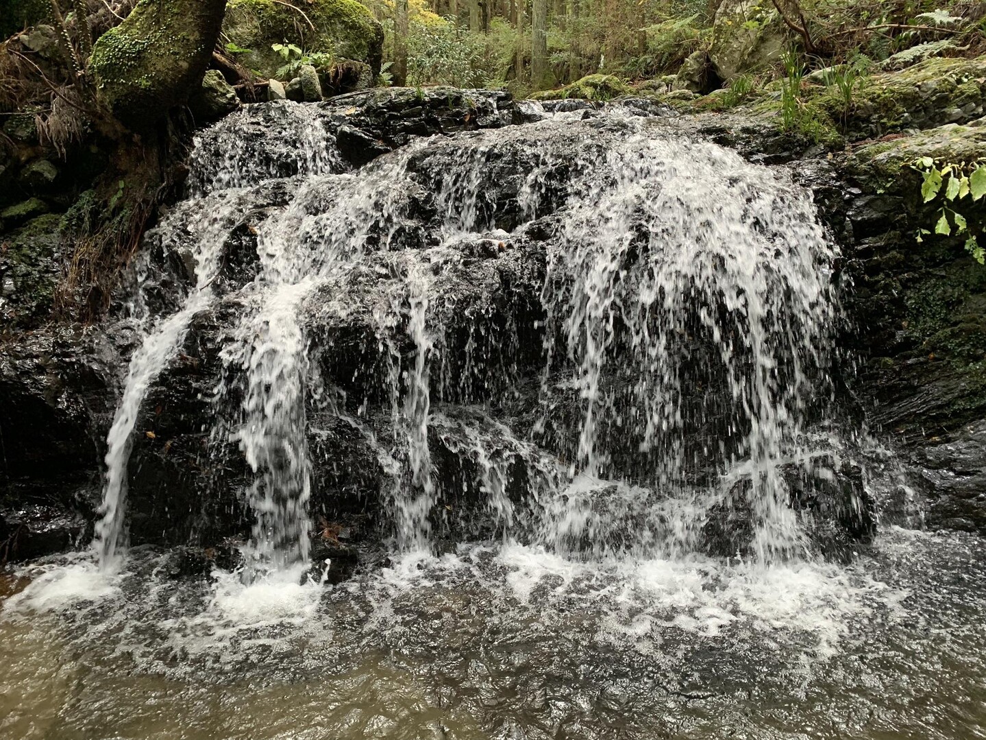和泉葛城山 / rock-onさんの槇尾山（槙尾山）・和泉葛城山・神於山の活動データ | YAMAP / ヤマップ