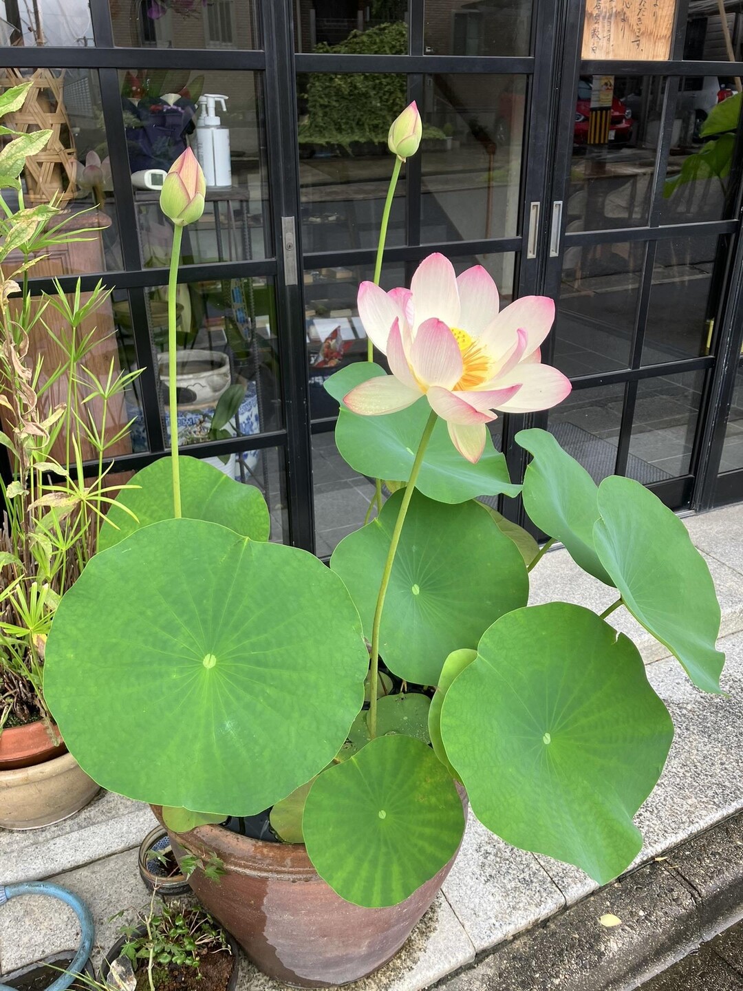 雨だけど買い物がてら🌂 5kmのお散歩... / まゆこさんのモーメント | YAMAP / ヤマップ