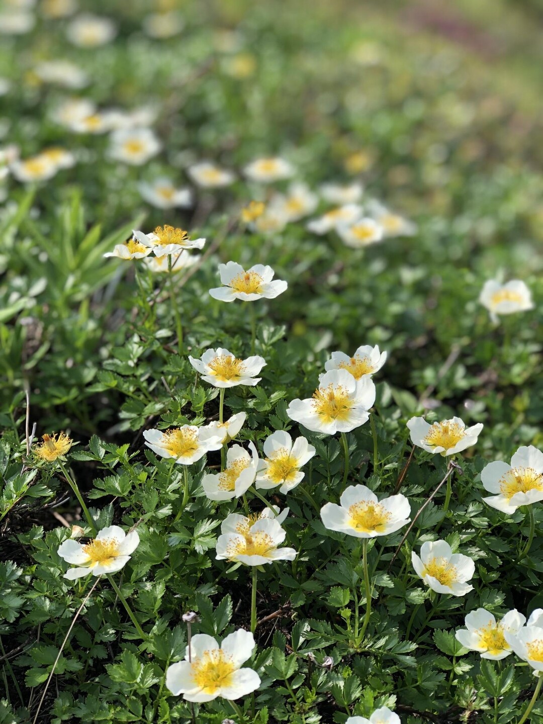 美瑛岳 / kyonさんのGT3 3の活動データ | YAMAP / ヤマップ