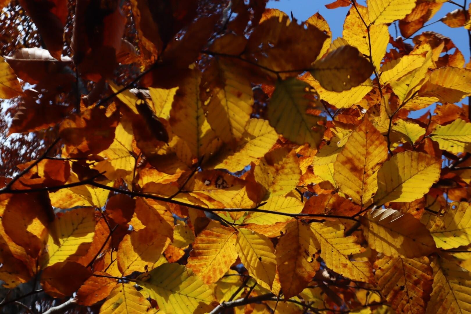 大渚山 2023.10.26 / YUMI 🍄さんの雨飾山・大渚山・天狗原山・戸倉山の活動データ | YAMAP / ヤマップ