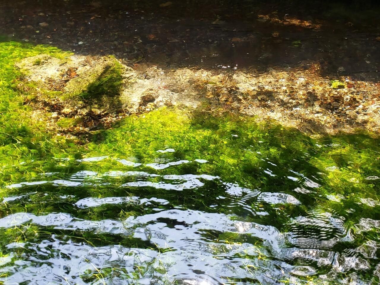 醒ヶ井の梅花藻〜近江八幡のラ・コリーナ ... / satoAさんのモーメント | YAMAP / ヤマップ