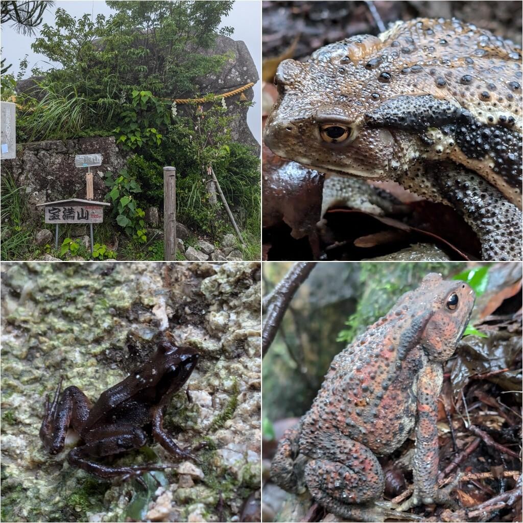 Rainy Season Mt. Homan revenge hike 宝満山・仏頂山 / jaykyushuhikingさんの宝満山・三郡山・若杉山の活動データ | YAMAP / ヤマップ