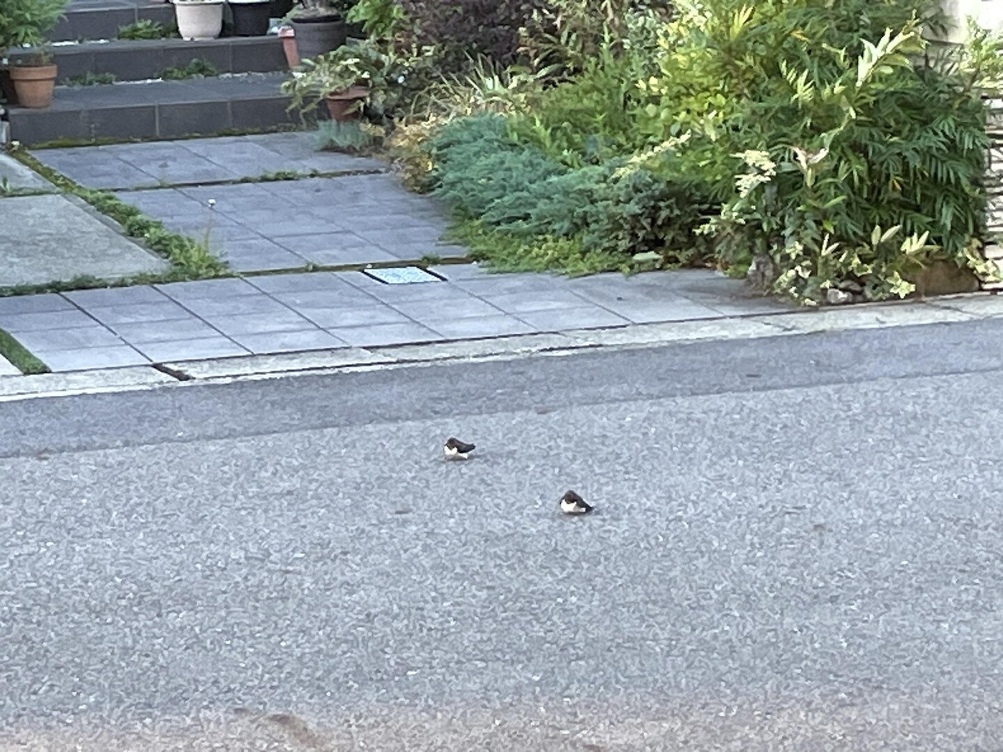 ひょっとして、先月カラスに落とされた巣の... / osamさんのモーメント | YAMAP / ヤマップ