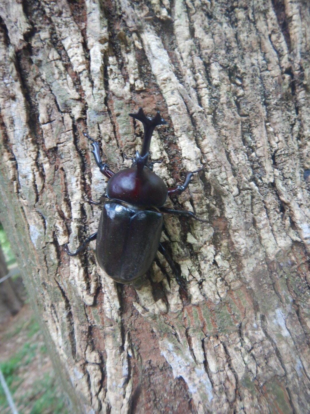 彩の森公園 / ken-3さんの狭山市の活動データ | YAMAP / ヤマップ