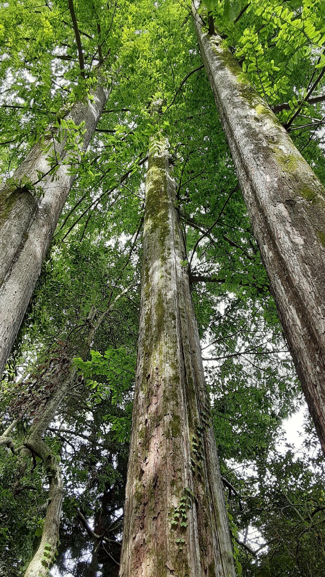 多摩森林科学園 / Kyuri_EXさんの高尾山・陣馬山・景信山の活動データ | YAMAP / ヤマップ