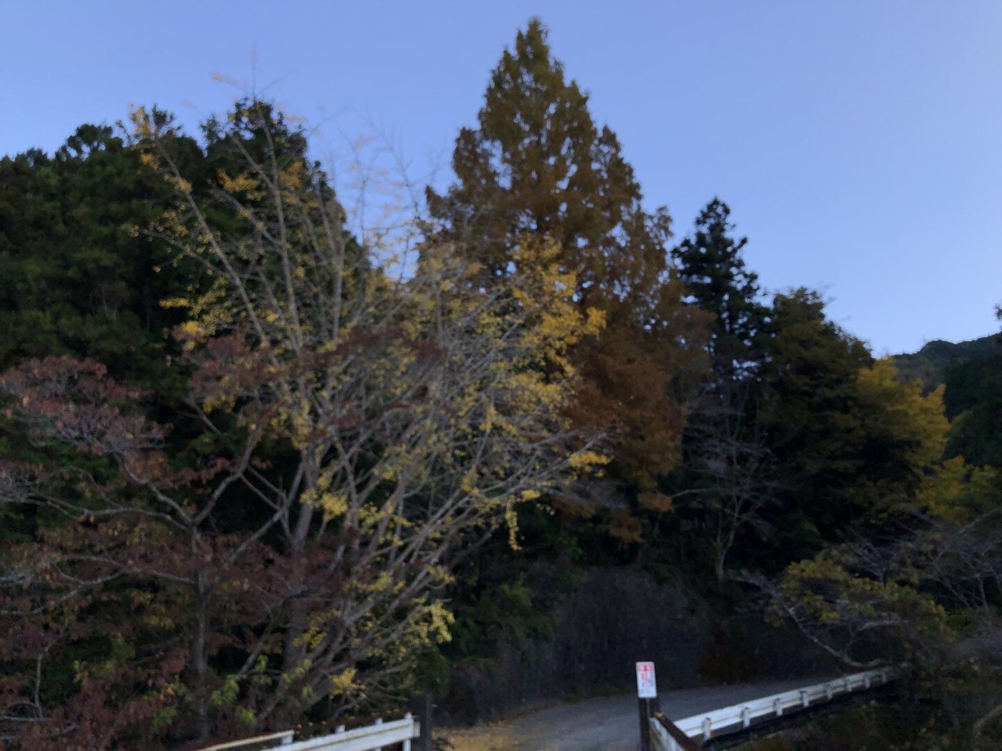 ちょっと散歩 家の近所の銀杏の木 そろそ... / Lさんのモーメント | YAMAP / ヤマップ