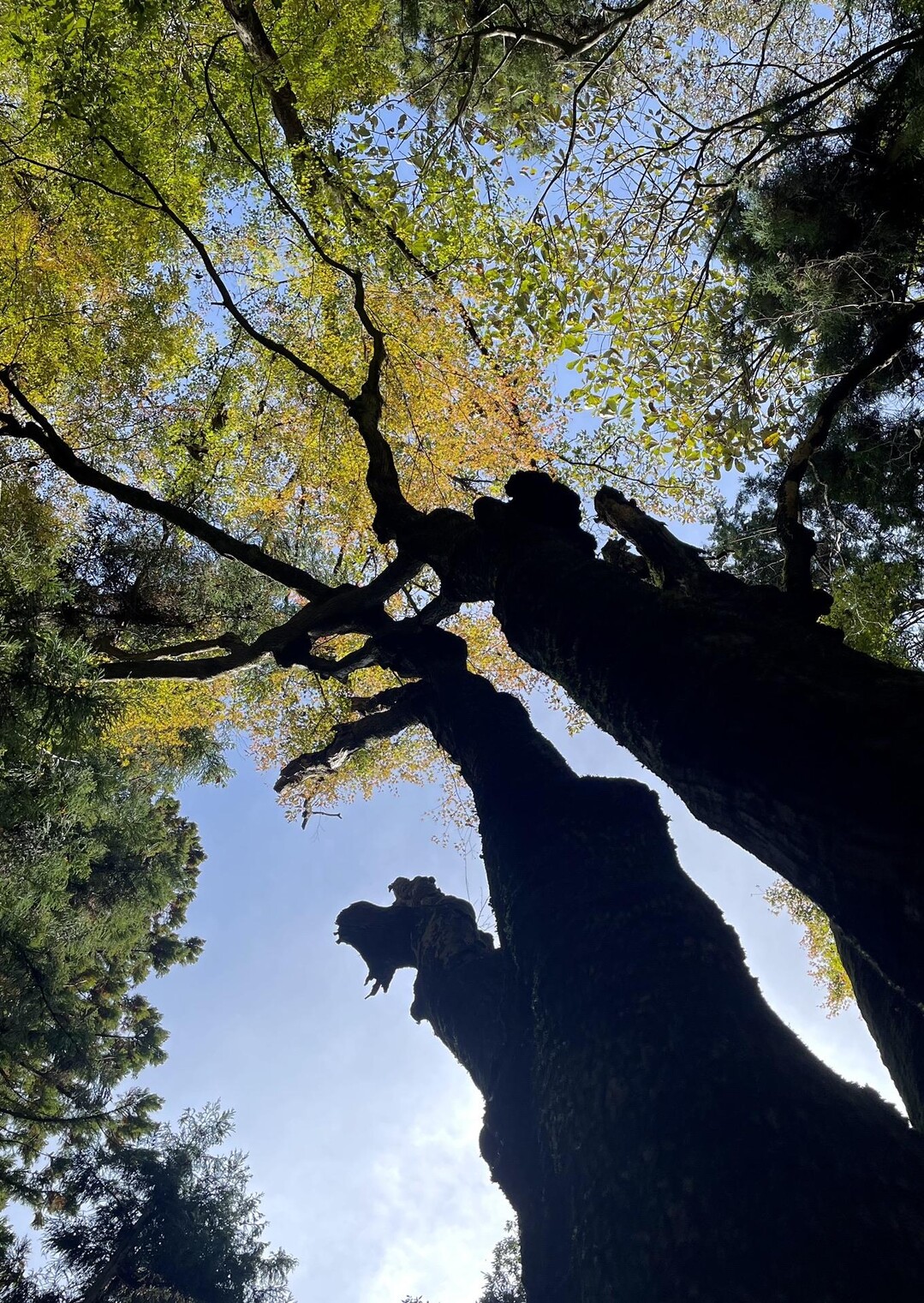 天王山 / hamiさんの天王山・誕生山の活動データ | YAMAP / ヤマップ