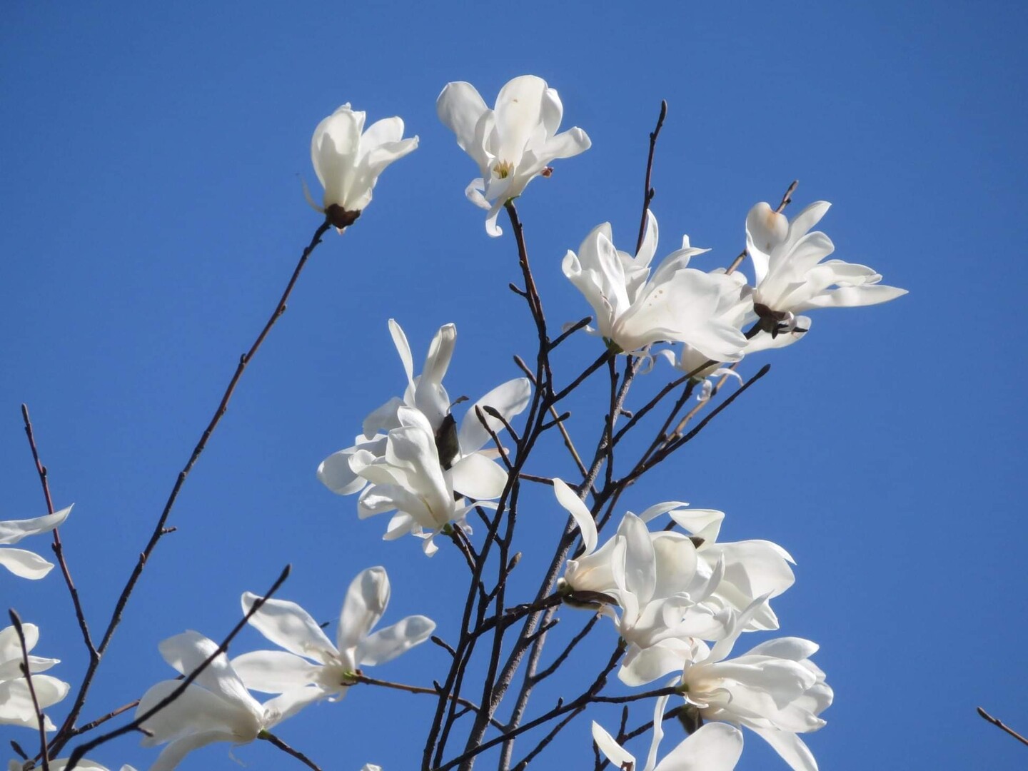 🎵 青空にタムシバ白き躑躅尾根 悟空2... / kyoyamaさんのモーメント | YAMAP / ヤマップ