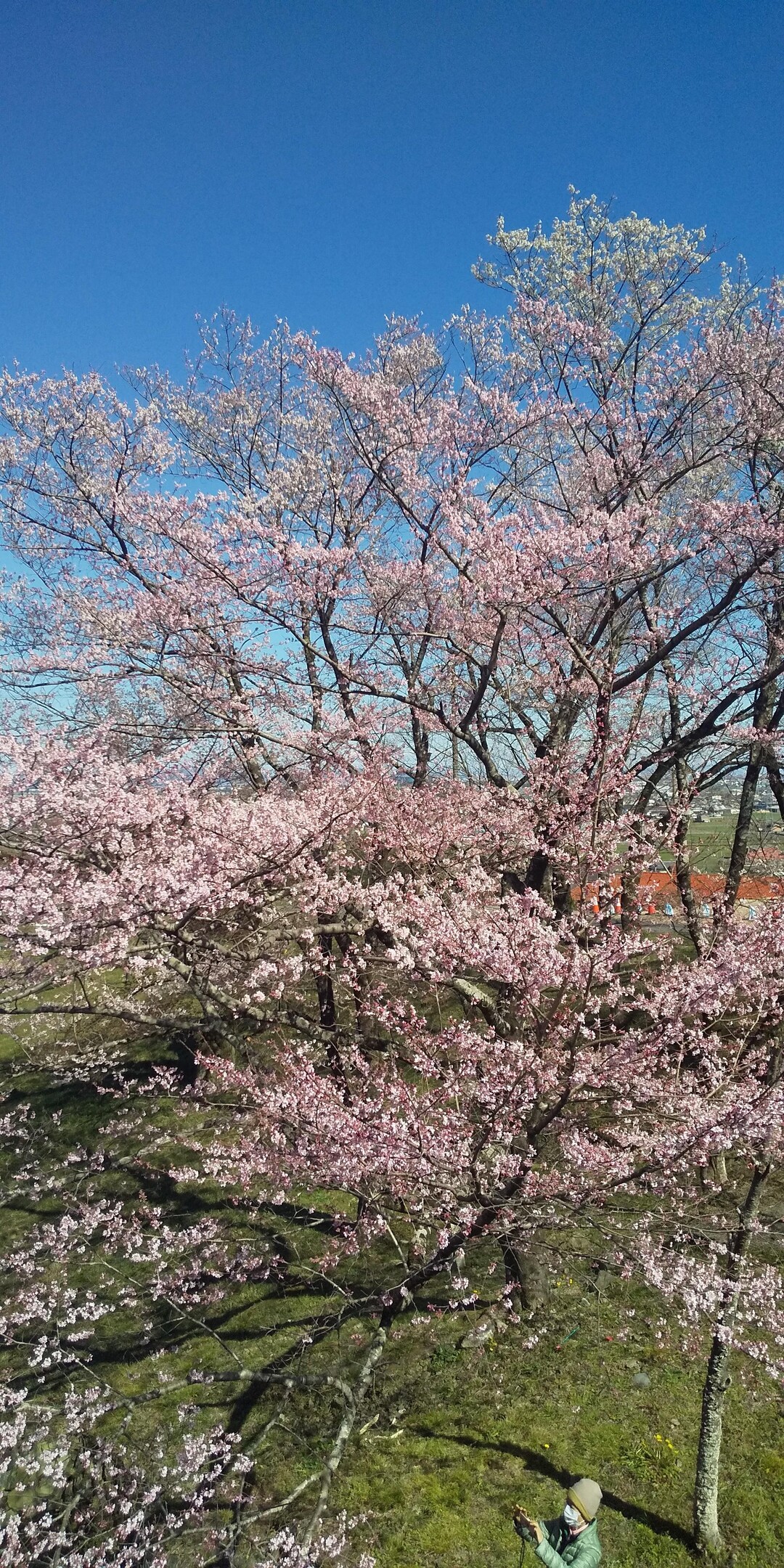 霞間ケ渓 桜偵察 本日のおまけ / mokoさんのウォーキングの活動データ | YAMAP / ヤマップ