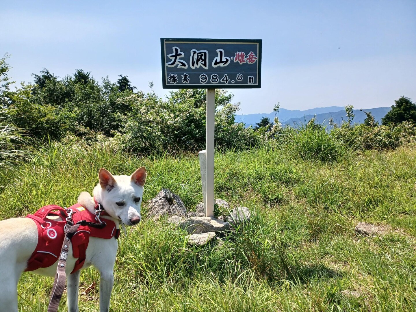 バジルと大洞山 / yukさんの大洞山・尼ヶ岳の活動データ | YAMAP / ヤマップ