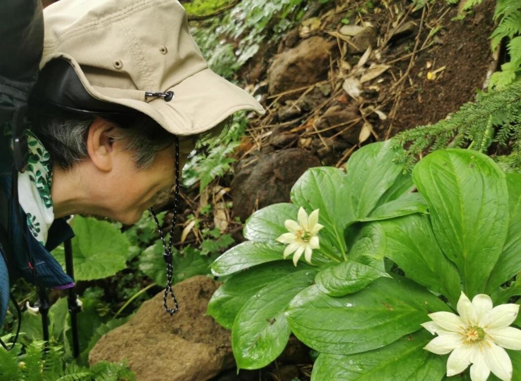 夏山遠征①火打山・妙高山2023.7.22.23 / ちょくさんの妙高山・火打山の活動データ | YAMAP / ヤマップ