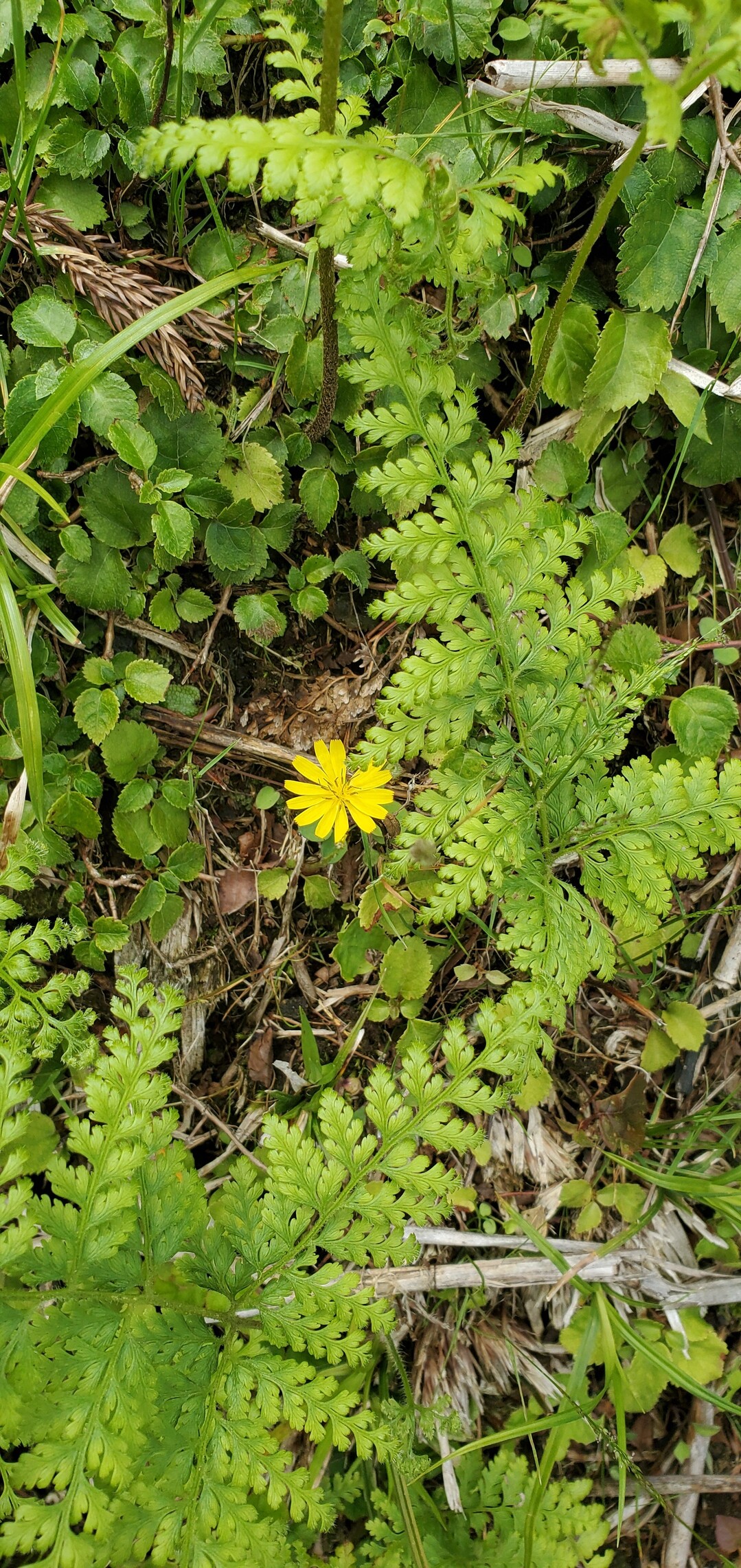 2021.06.20(日) 20:52 / あっちゃんさんのモーメント | YAMAP / ヤマップ