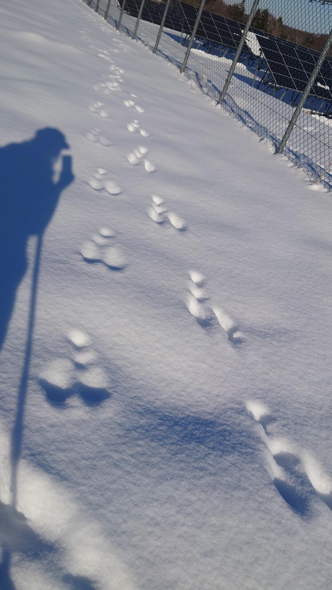 穴沢山偵察😎 / makyさんの豊平山（焼山）の活動データ | YAMAP / ヤマップ