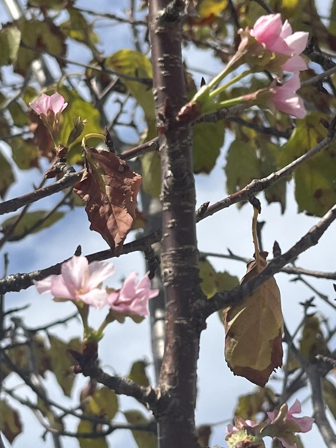 我がホーム21kラン→角田山（長者原山） / Makyyiさんの角田山の活動データ | YAMAP / ヤマップ
