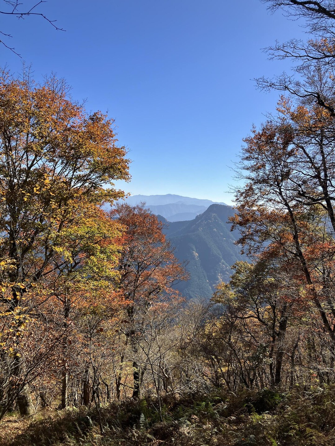 百合ヶ岳(大所山)と琵琶の滝 / yuriさんの観音峯山・大普賢岳・山上ヶ岳・稲村ヶ岳の活動データ | YAMAP / ヤマップ