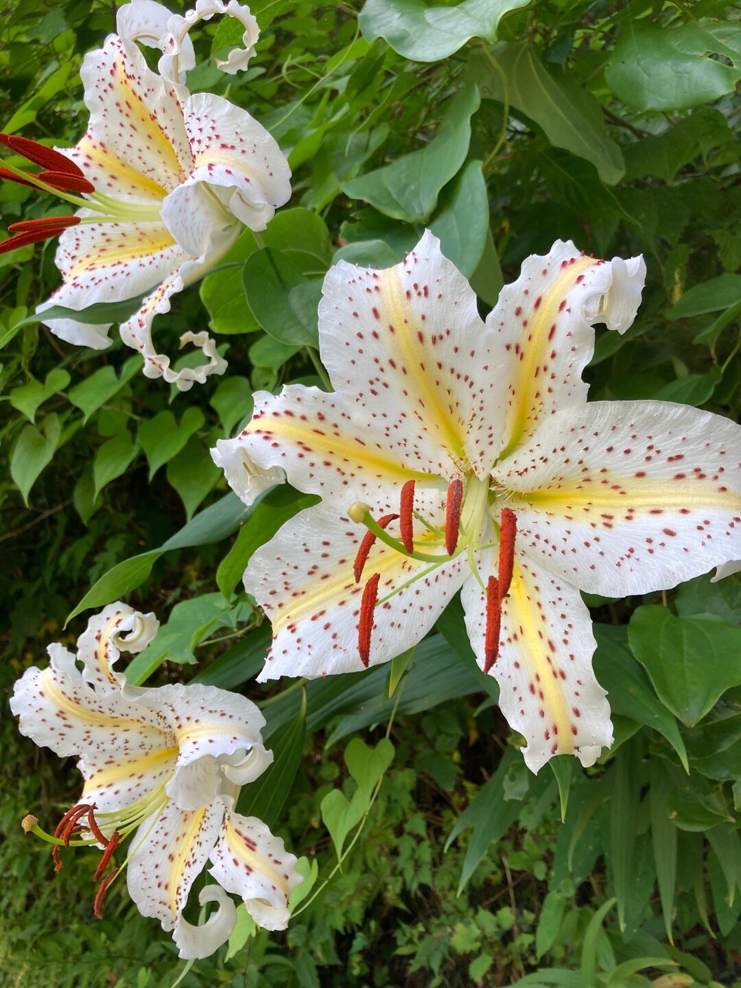 麦原〜野末張見晴台〜羽賀山 / Mr.wwYwwさんの関八州見晴台の活動データ | YAMAP / ヤマップ