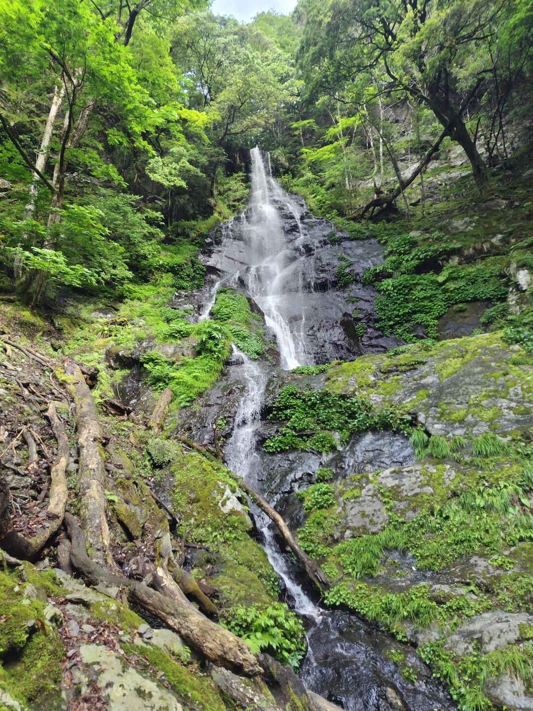八ヶ峰・権現谷〜小松谷 / 山yuuさんの八ヶ峰の活動データ | YAMAP / ヤマップ