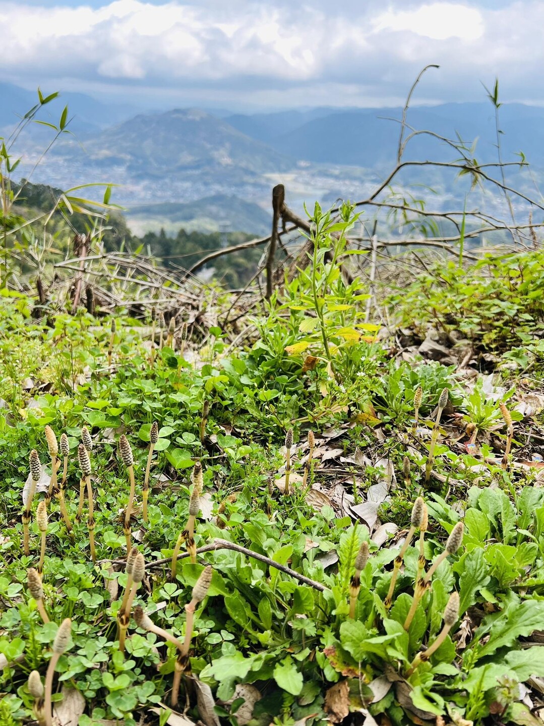 大洲市高山寺山 昨夜からの雨も上がり、 ... / KuriChanさんのモーメント | YAMAP / ヤマップ