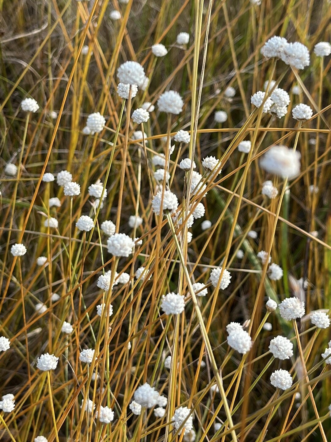 雲谷山・座談山・船形山・神石山 / mayuさんの菩提山・明神山の活動データ | YAMAP / ヤマップ