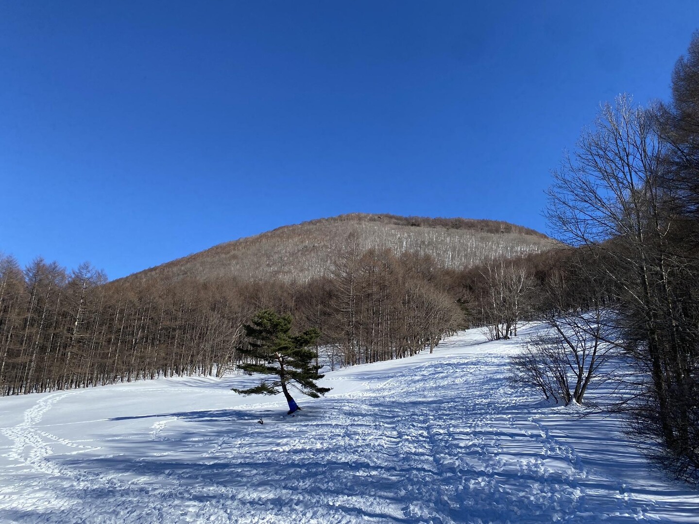 村上山 スノーシューで歩きたくて😊 / rabuさんの湯ノ丸山・角間山・鍋蓋山の活動データ | YAMAP / ヤマップ