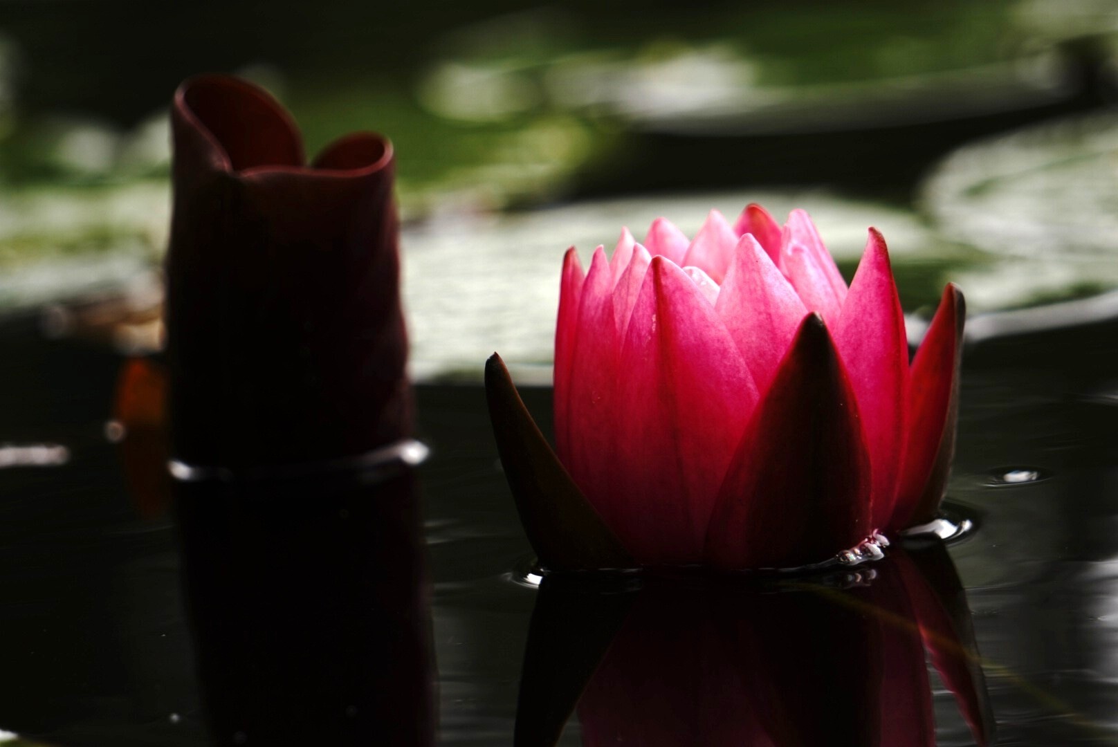 極楽寺山 693m / 咲くsakuさんの極楽寺山の活動日記 | YAMAP / ヤマップ