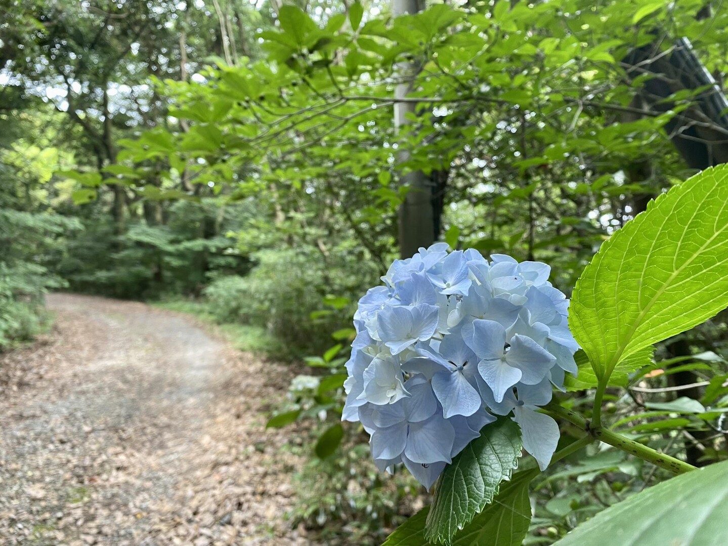 石峰山・高塔山-2023-06-18 / nobuさんの石峰山・高塔山の活動データ | YAMAP / ヤマップ