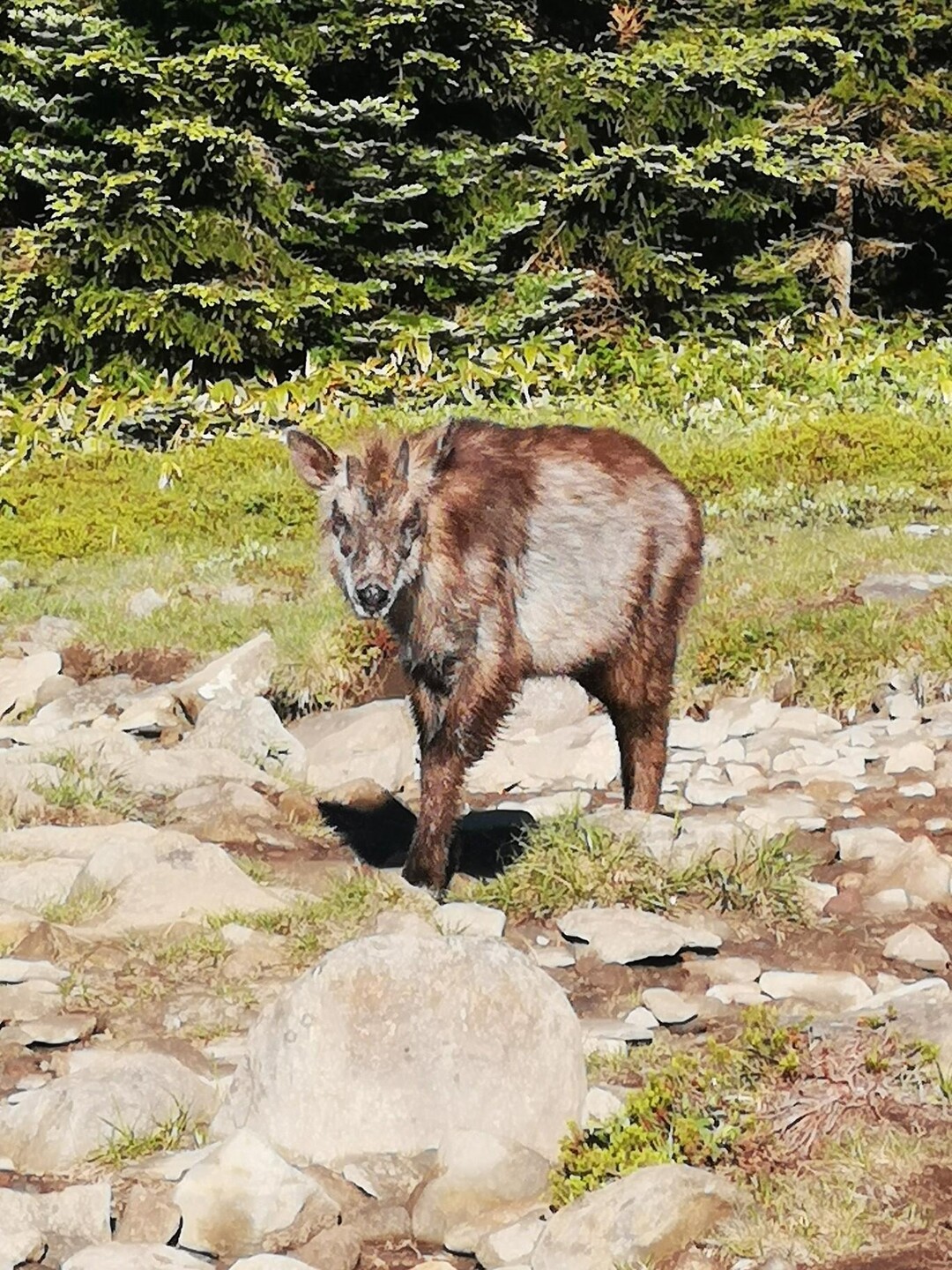 四阿山のカモシカさん / senさんの四阿山・根子岳の活動日記 | YAMAP / ヤマップ