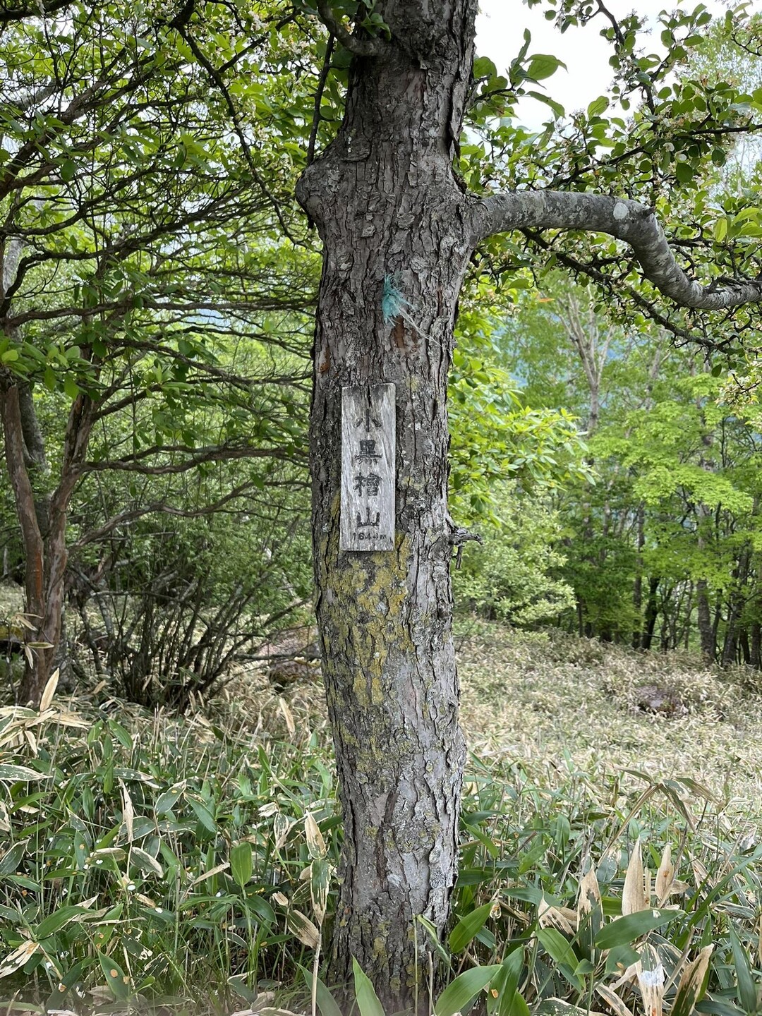 黒檜山・爺黒檜・小黒檜山・足柄山・陣笠山・薬師岳 / ka-koさんの赤城山・黒檜山・荒山の活動データ | YAMAP / ヤマップ