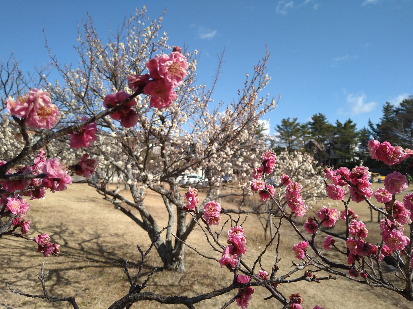 梅も五分咲き 春が近づいて来ました🏵 / lightさんのモーメント | YAMAP / ヤマップ