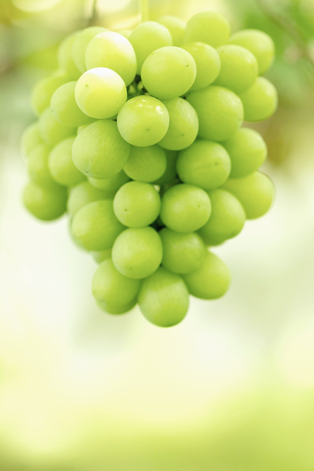 ぶどう🍇 シャインマスカット、巨峰、ゴ... / Windyさんのモーメント | YAMAP / ヤマップ