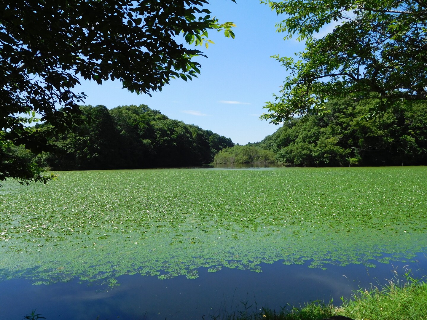 里山逍遥(宍塚大池②) / RYUICHIさんのウォーキングの活動データ | YAMAP / ヤマップ