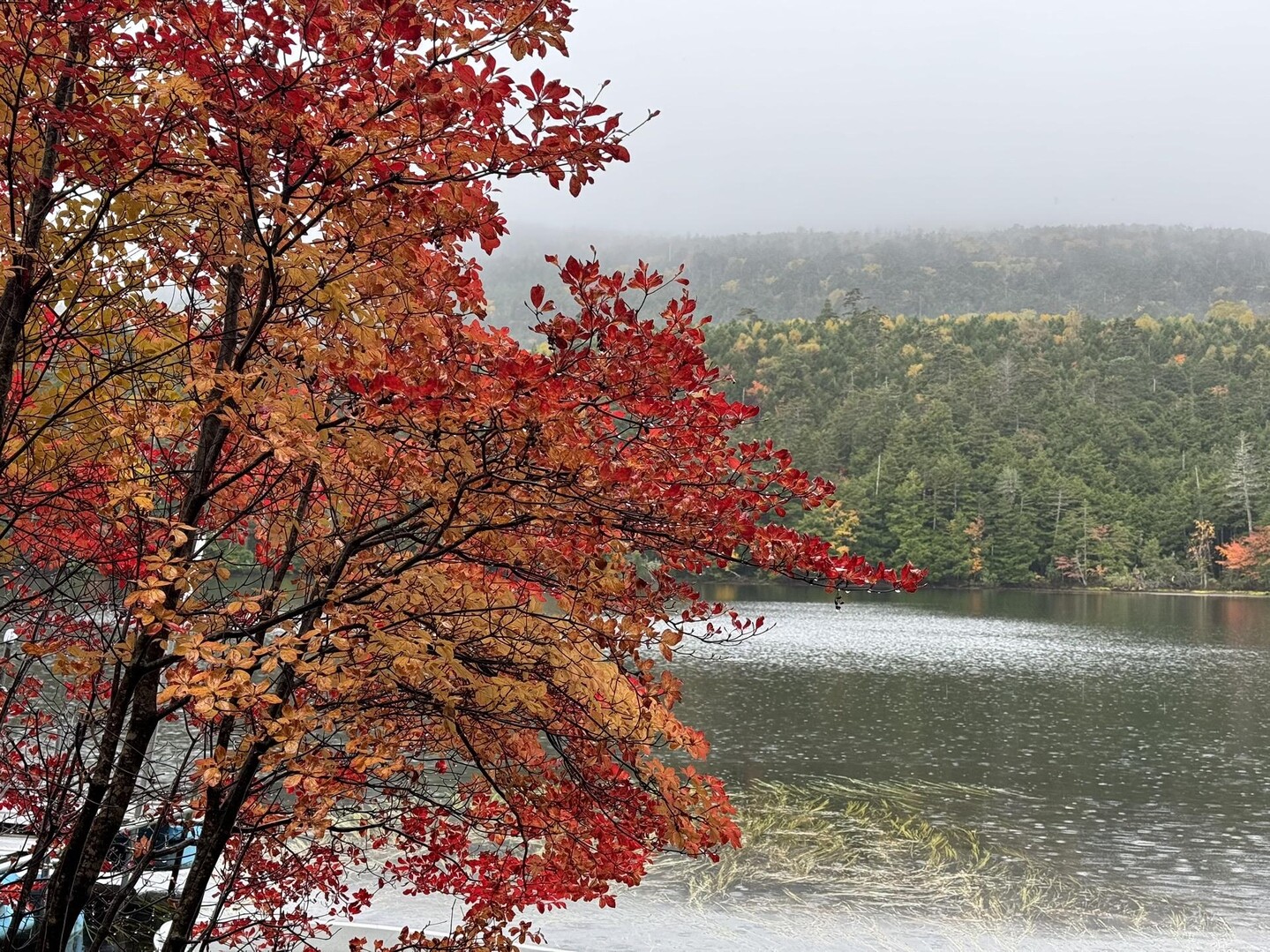 白駒池（雨）-2023-10-15 / HT_1さんの八ヶ岳（赤岳・硫黄岳・天狗岳）の活動データ | YAMAP / ヤマップ
