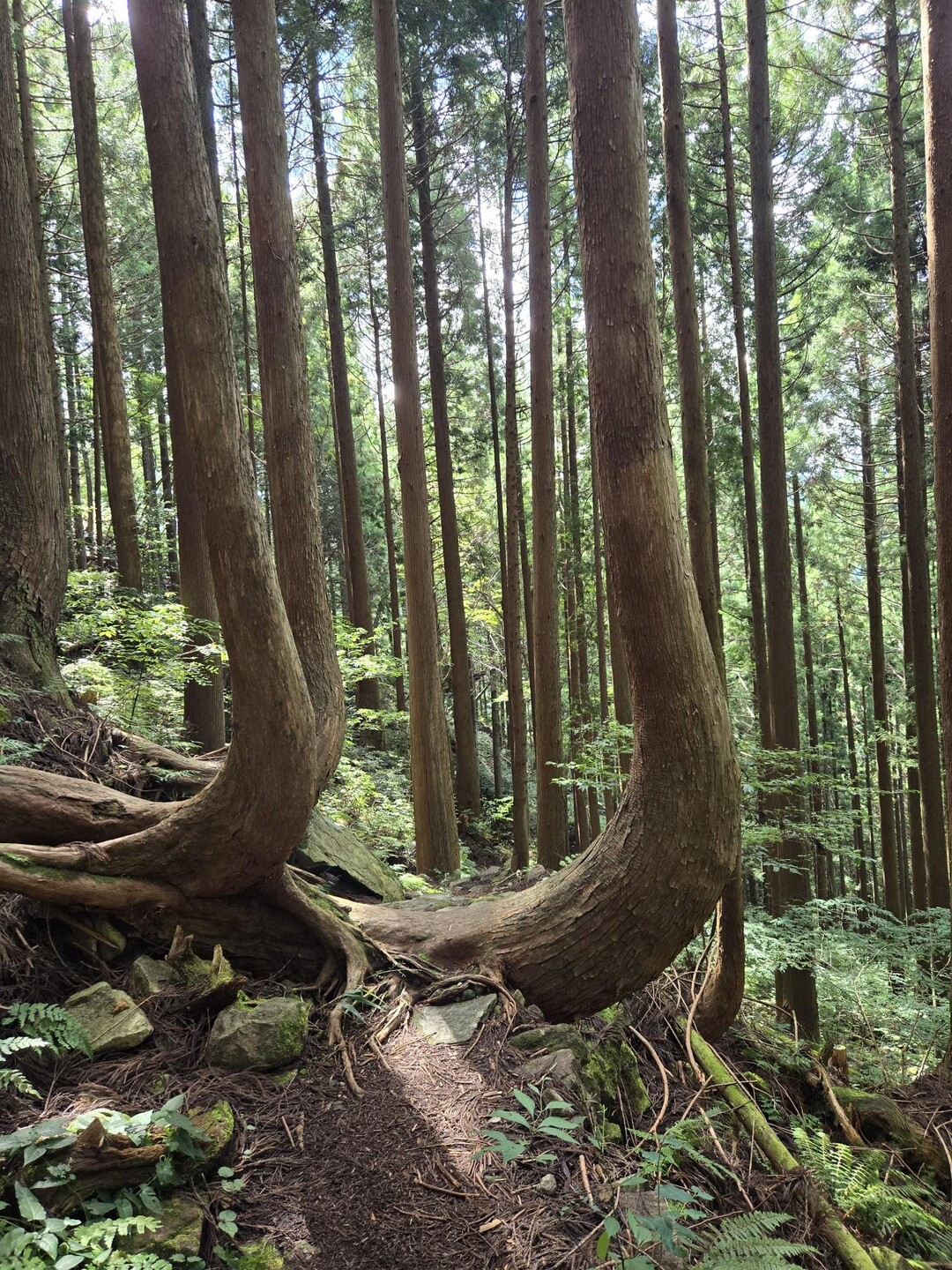 初蕪山！すれ違った登山者10人未満 / yt_jim80さんの蕪山の活動データ | YAMAP / ヤマップ