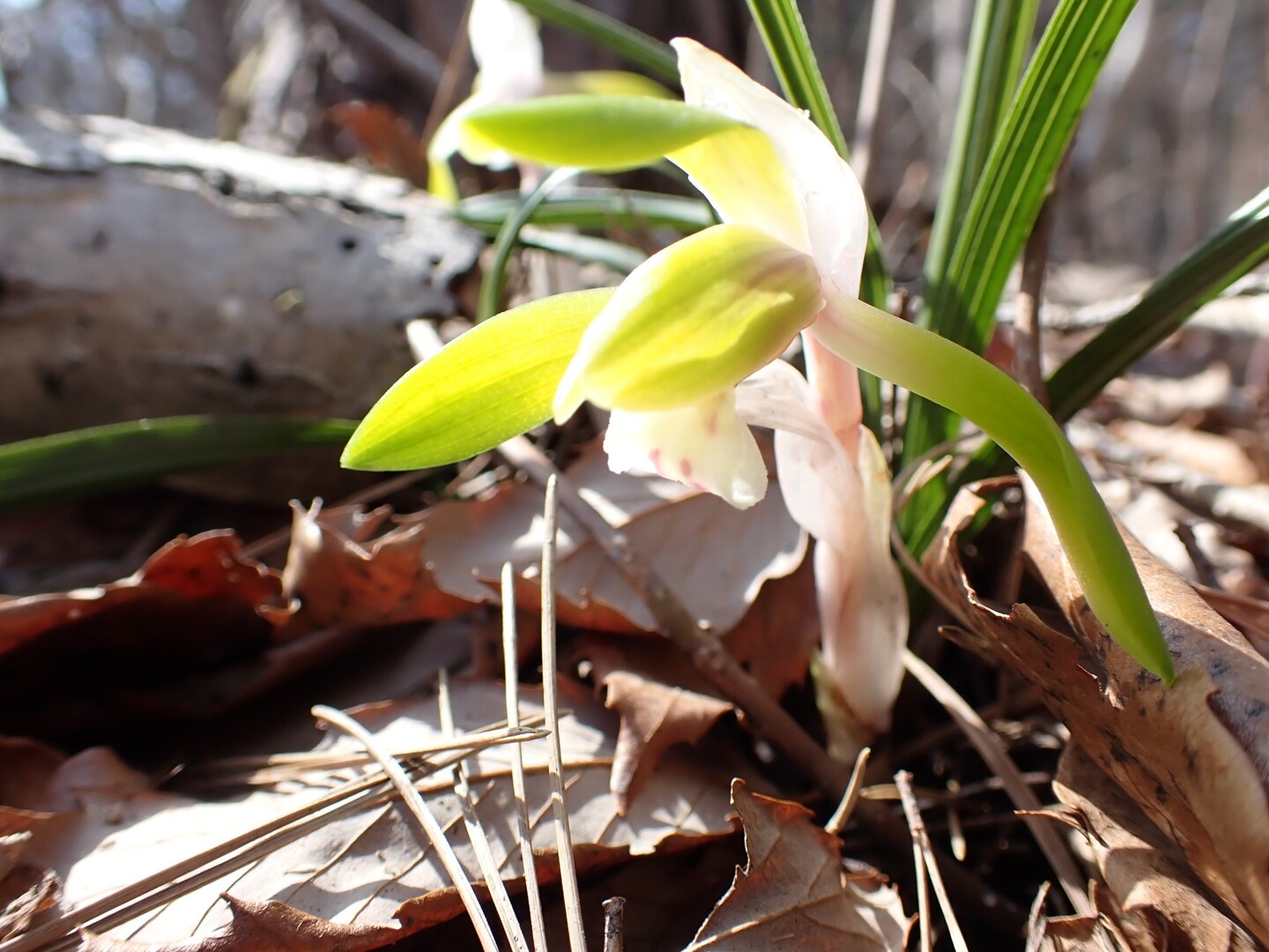 花見山へPart 2 大蔵寺をあとに歩き... / けーにーさんのモーメント | YAMAP / ヤマップ