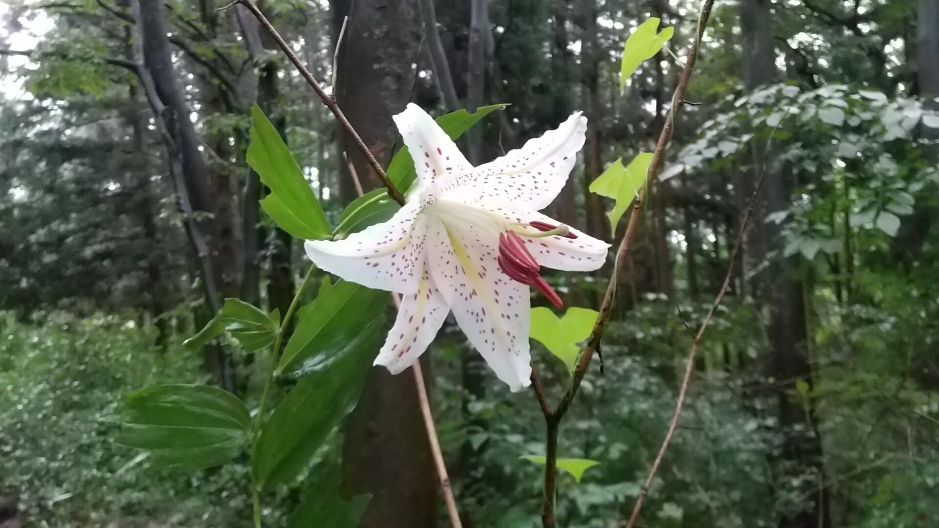 浅間山(水沢山) / J-taroさんの榛名山・天狗山・天目山の活動データ | YAMAP / ヤマップ