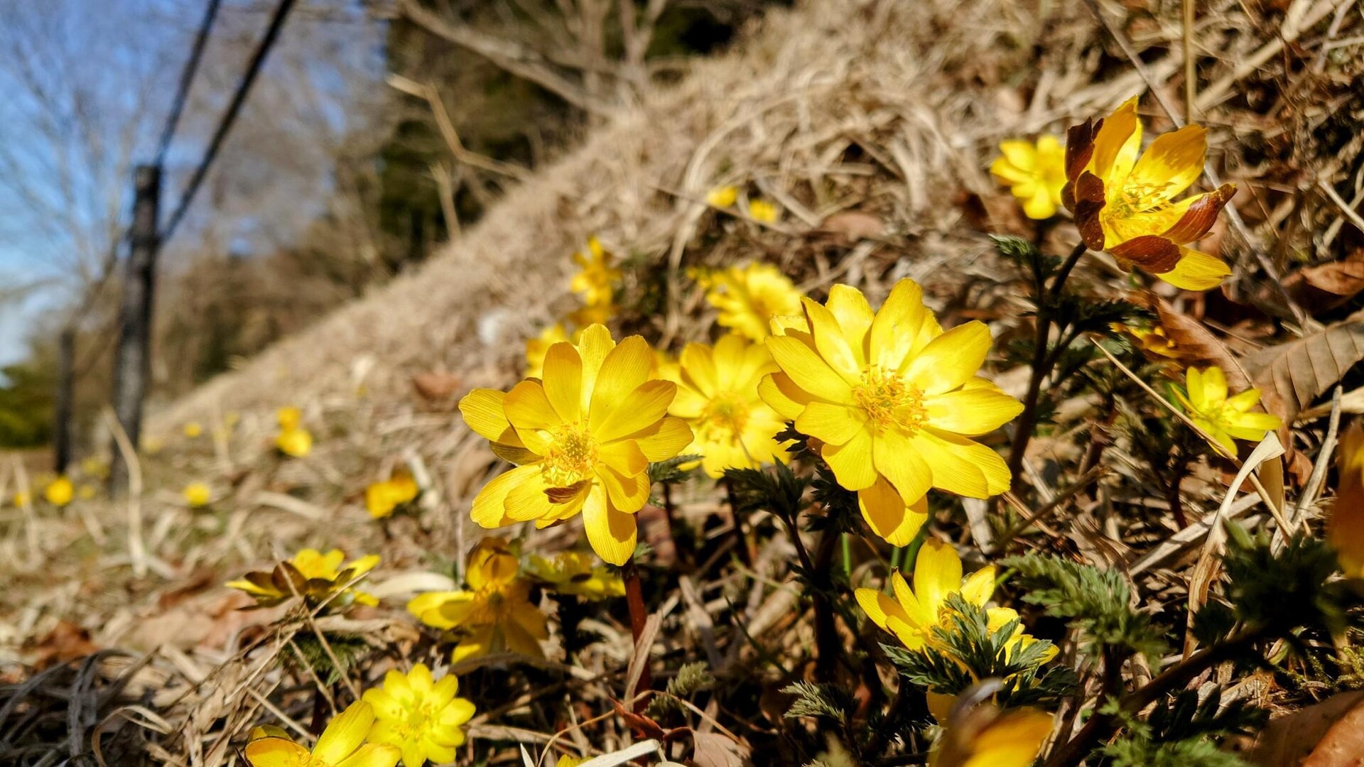 遅く起きた朝は… / capetaさんの仙洞寺山・南山・津久井堂所山の活動データ | YAMAP / ヤマップ