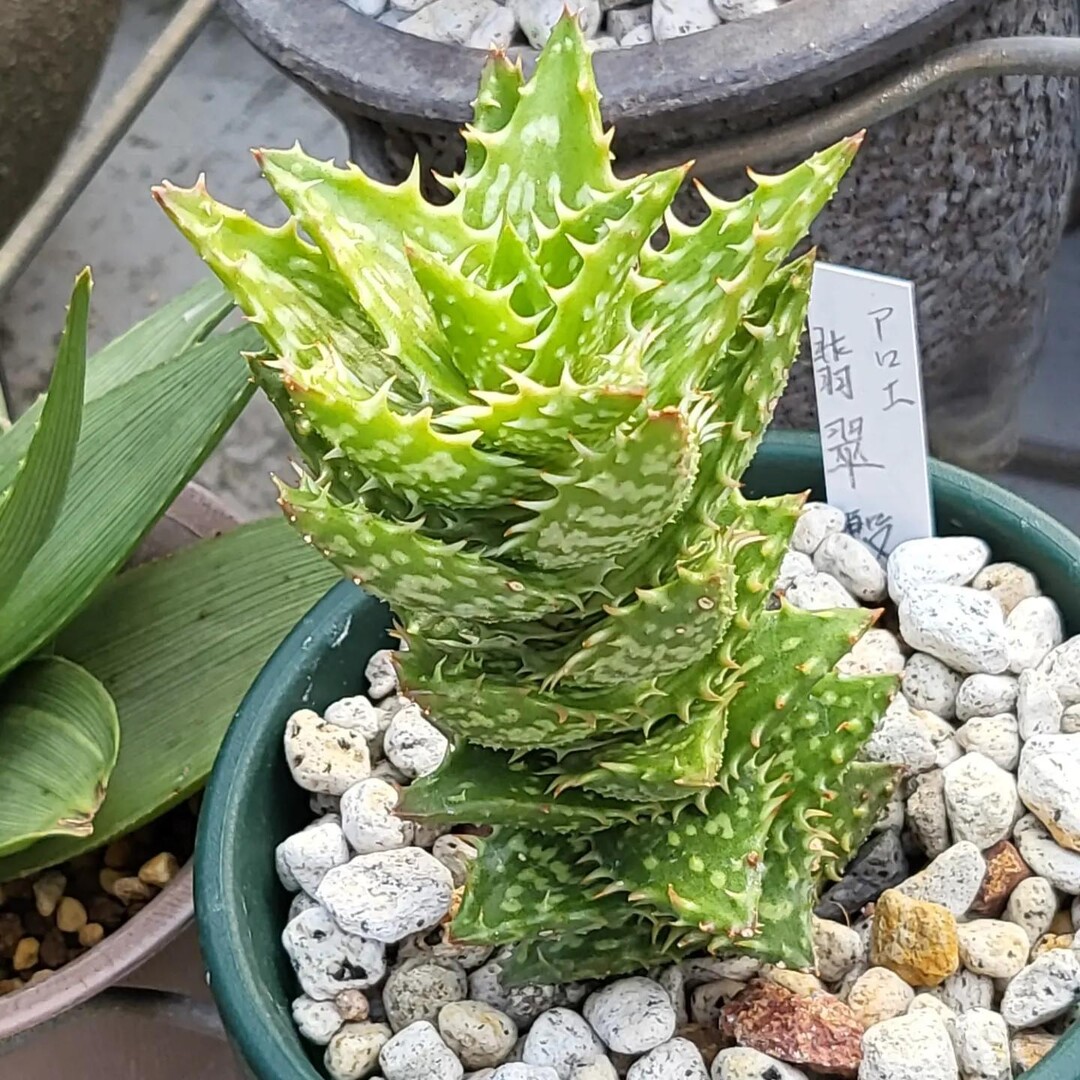 【アロエ】 膝蓋腱炎（ジャンパー膝）が... / 静吉＠Channelさんのモーメント | YAMAP / ヤマップ