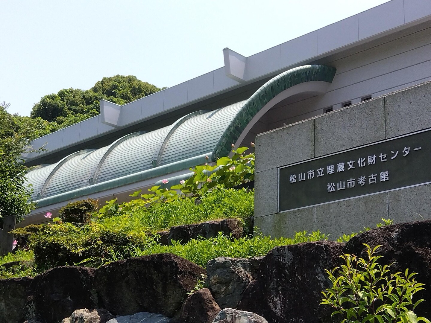 松山市考古館の古代蓮が見頃だと聞き、在宅... / yoshiさんのモーメント | YAMAP / ヤマップ