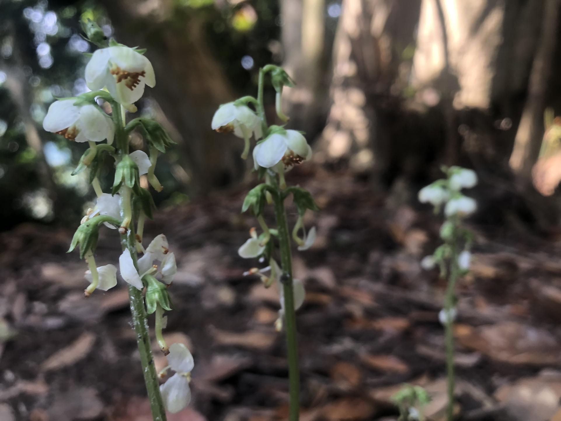 宗像四塚2Loop / yukaさんの湯川山・城山・孔大寺山の活動日記 | YAMAP / ヤマップ