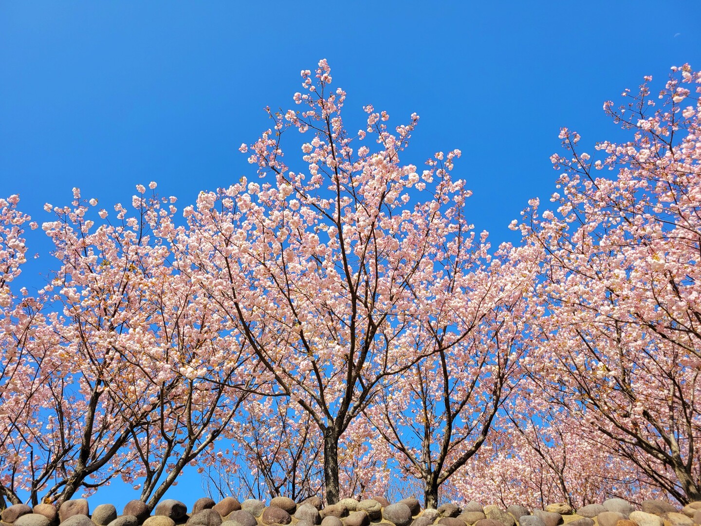 ヤエザクラ🌸タンポポ🌼 春を感じます... / るいさんのモーメント | YAMAP / ヤマップ