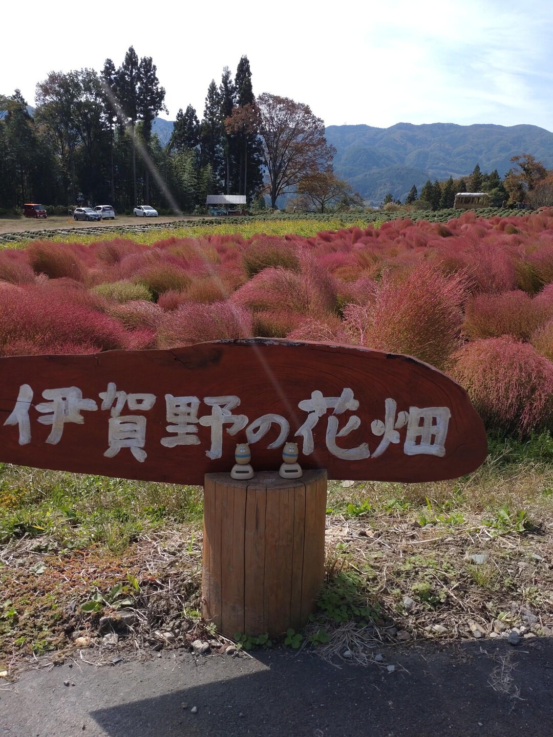 伊賀野の花畑 群馬県みなかみ町にある花畑... / Y-JJさんのモーメント | YAMAP / ヤマップ