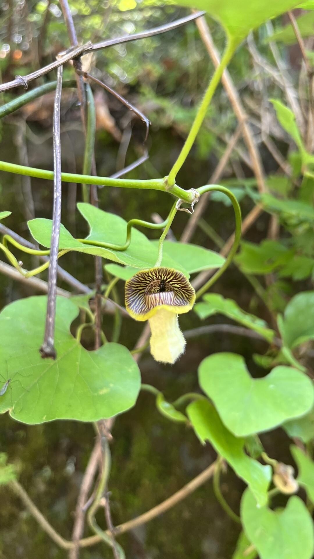 ヤビツ峠から葛葉の泉まで夏鳥探し / Masako_Mさんの大山の活動データ | YAMAP / ヤマップ