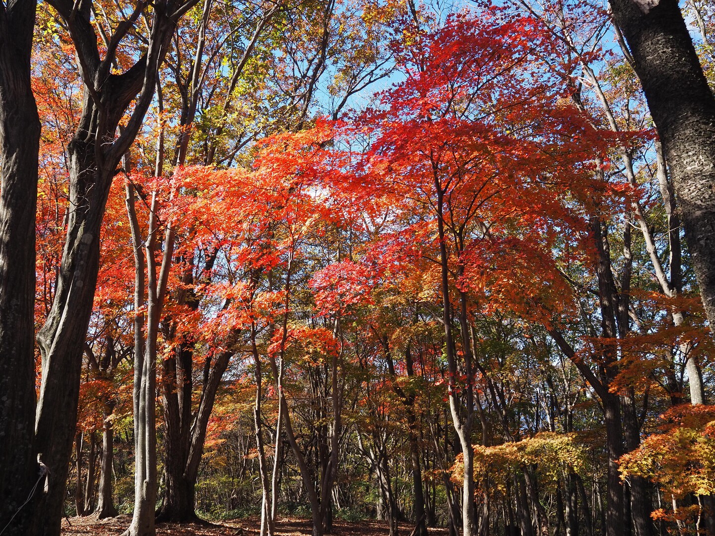 丸山・日向山 / emuさんの丸山・日向山の活動データ | YAMAP / ヤマップ