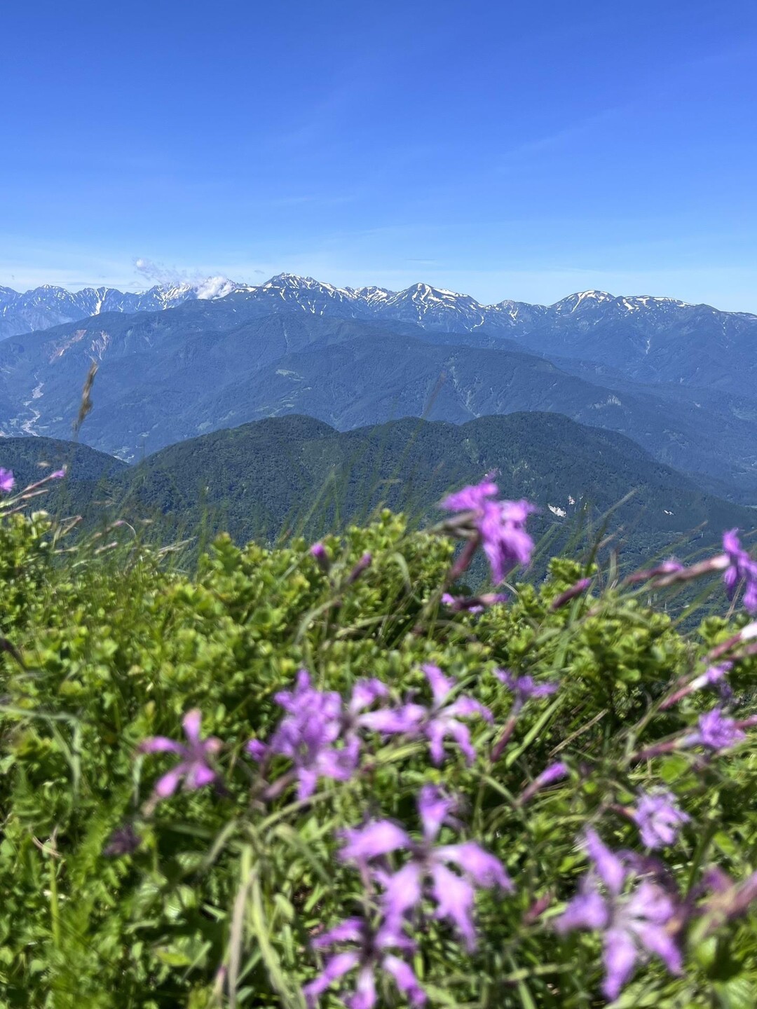 大賑わい☀️雨飾山 / mierinさんの雨飾山・大渚山・天狗原山・戸倉山の活動データ | YAMAP / ヤマップ