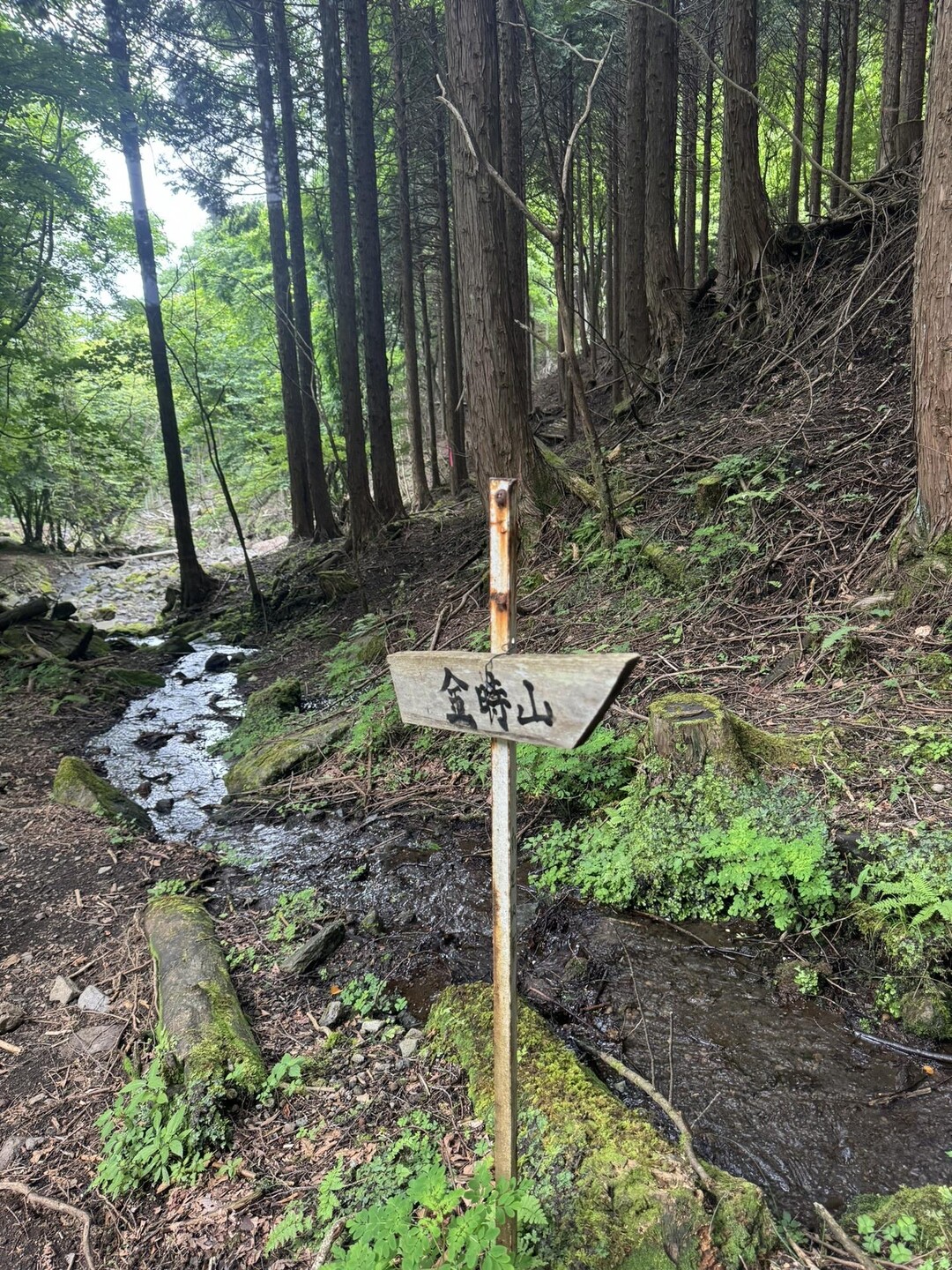 夕日の滝から金時山まで！ / Annさんの金時山・明神ヶ岳の活動データ | YAMAP / ヤマップ