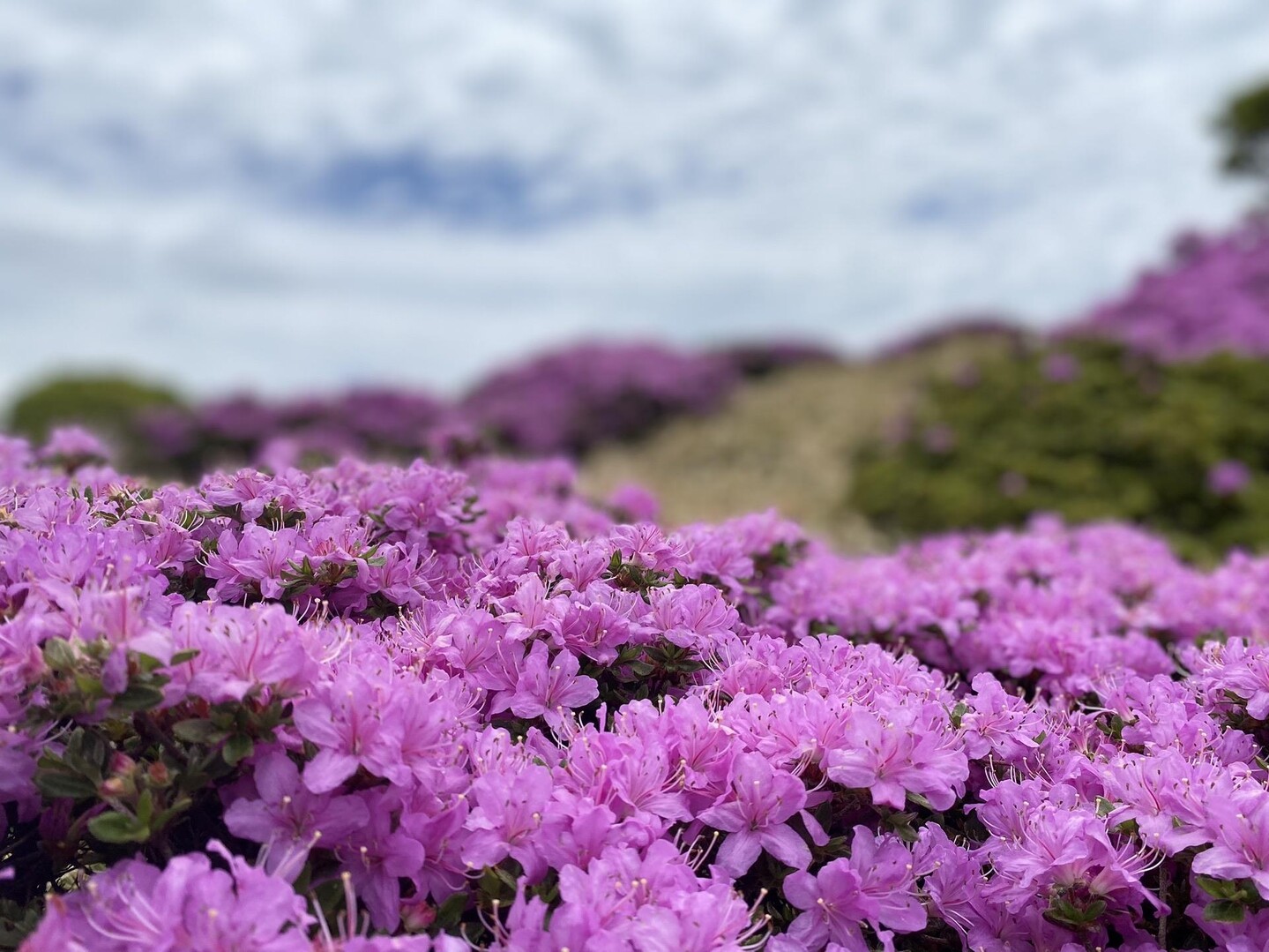 目指すは大崩ノ辻🌸 / mo_caさんの九重山（久住山）・大船山・星生山の活動データ | YAMAP / ヤマップ