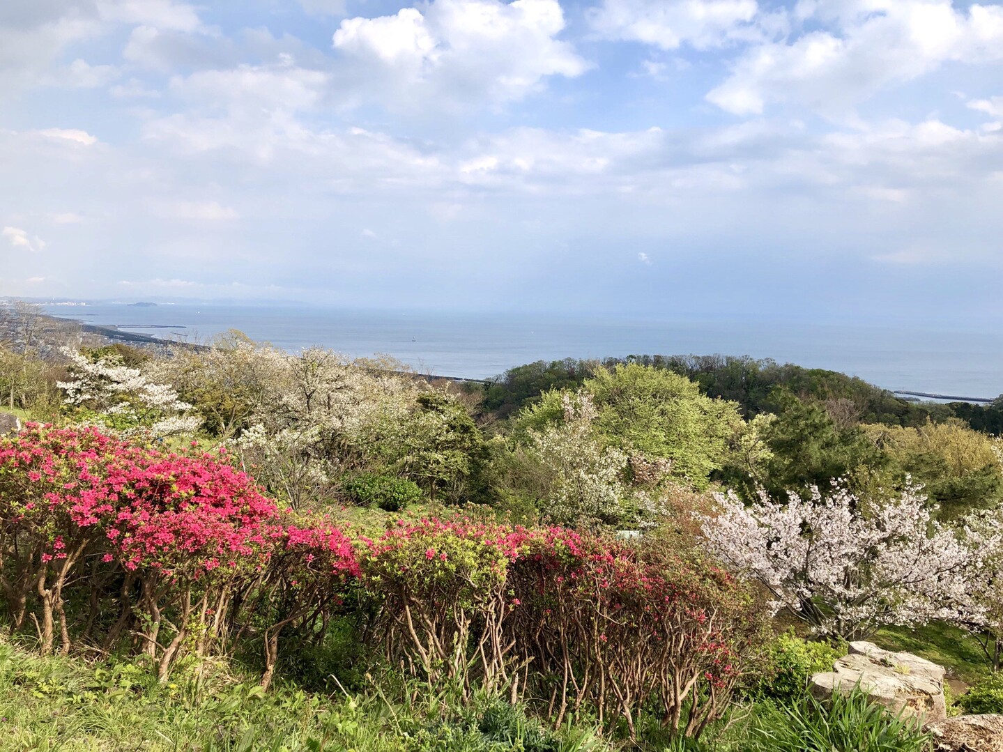湘南平 / miiさんの高麗山・湘南平・鷹取山の活動データ | YAMAP / ヤマップ