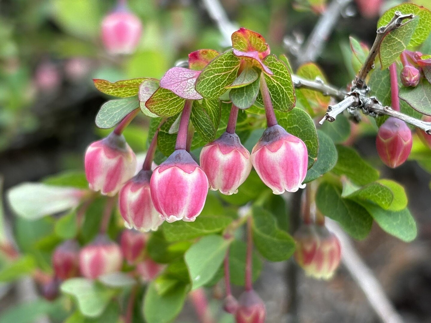 剣ヶ峰 / クラプトンさんの浅間山・黒斑山・篭ノ登山の活動データ | YAMAP / ヤマップ