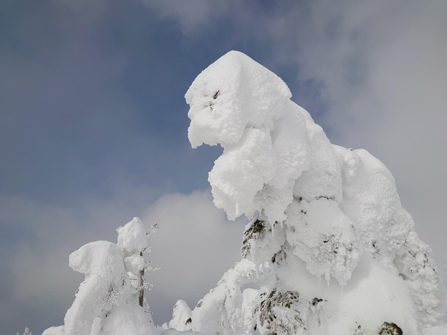 樹氷 氷瀑 樹氷etc…｡⁠ ⁠‿⁠ ⁠｡ 蔵王山・雁戸山・不忘山-2023-02-18 / ハイジさんの蔵王山・雁戸山・不忘山の活動日記 | YAMAP / ヤマップ